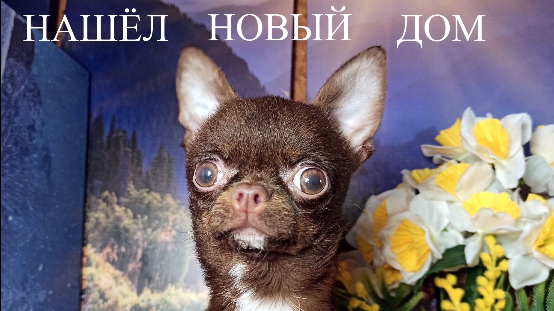 Добрыня нашёл НОВЫЙ дом 21/06/26 есть другие щенки+79215950848 #купить_щенка_чихуахуа_продаю