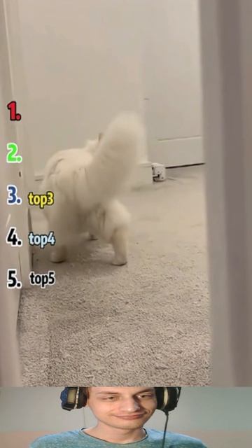 Коты зовут Хозяев