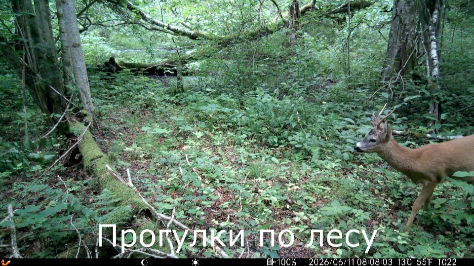 Прогулки по лесу. Навестил американскую фотоловушку.