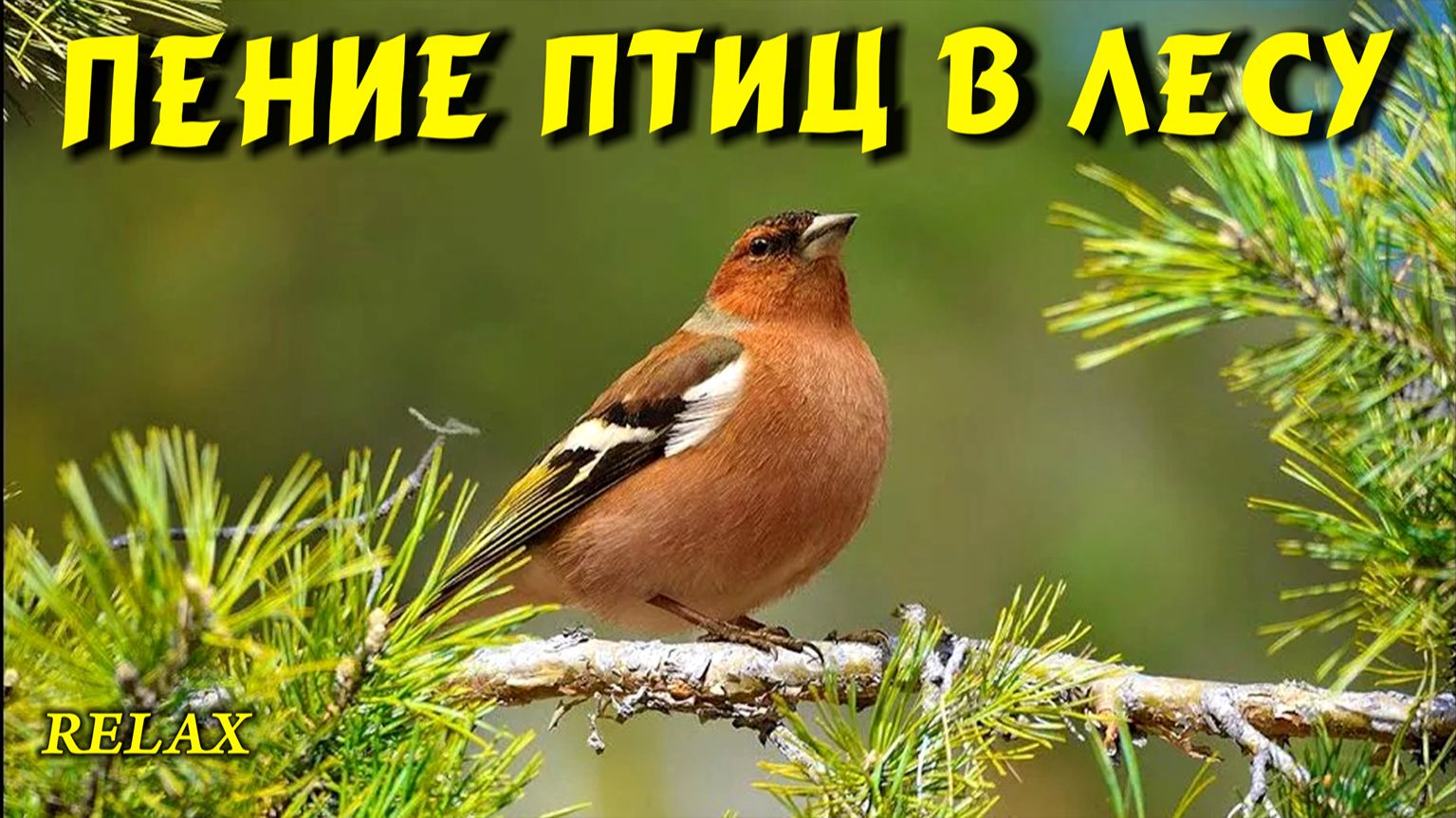 ПЕНИЕ ЛЕСНЫХ ПТИЦ 2026