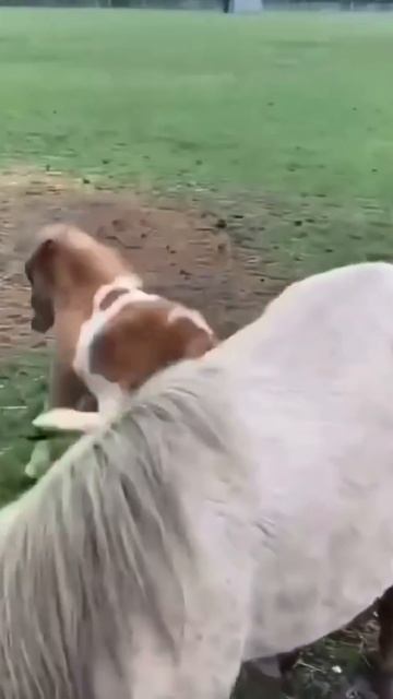 Жизнь замечательных зверей 9  #лучшее  #видео  #shorts #звери