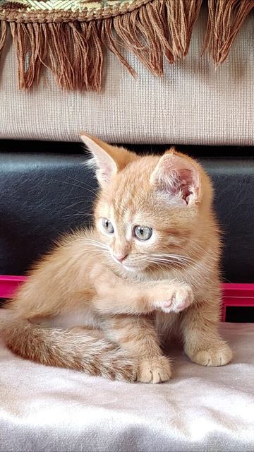 Эй, котенок, лежи спокойно. #котенок