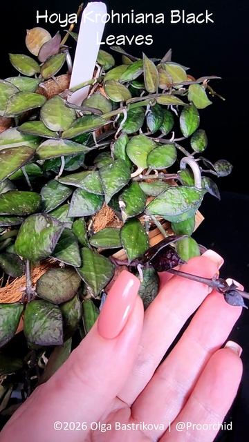 Hoya Krohniana Black Leaves