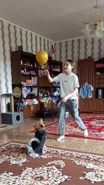 Дети и собаки к пляжному волейболу готовы