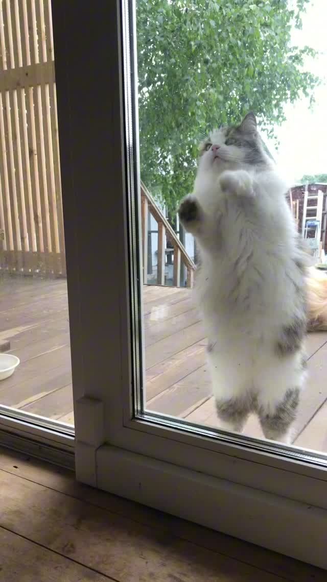 Куда бежит кот Альфушка ❓ 🙀