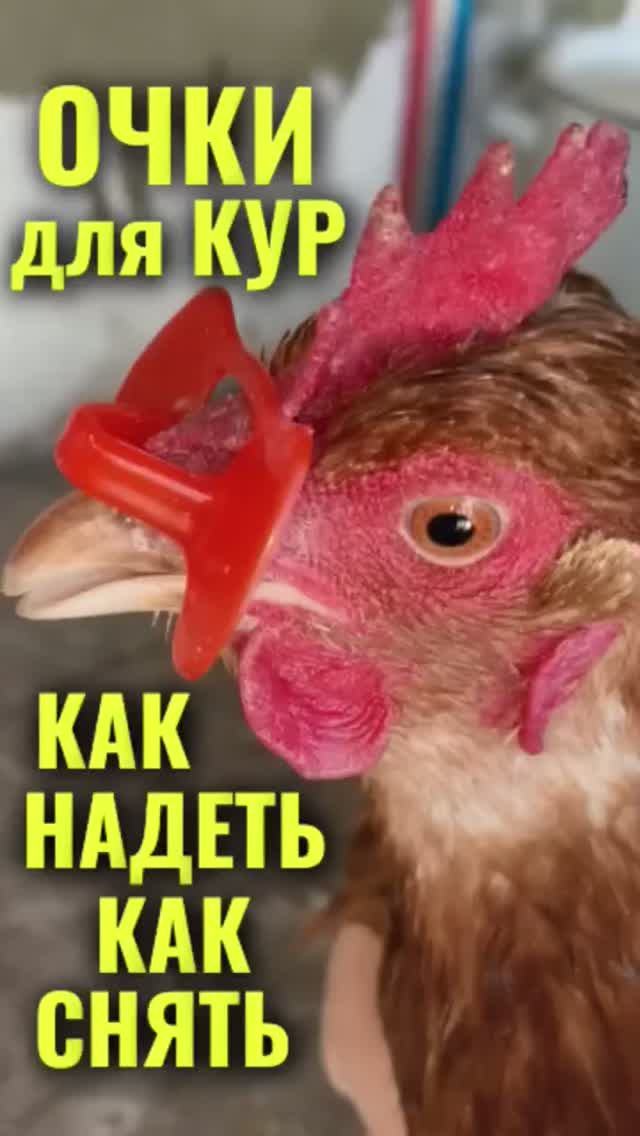 Очки от расклева для кур и петухов: как выбрать и как надеть без стресса для птицы