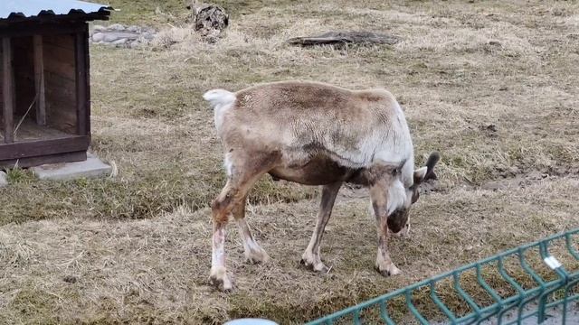 Взрослый северный олень и молодой оленёнок