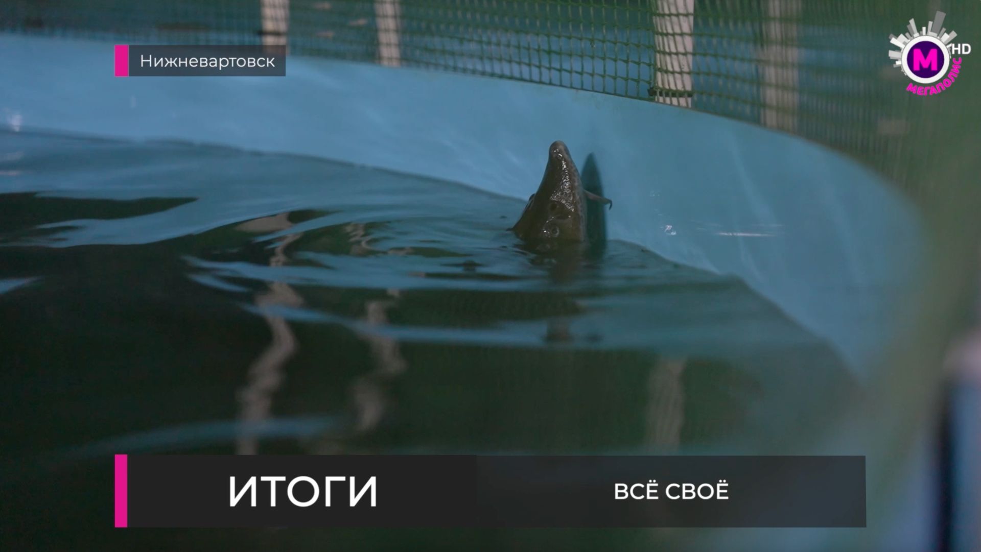 Программа ″Итоги″