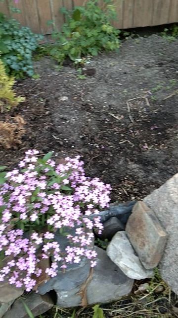 Красивый, воздушный, нежный почвопокровный многолетник для сада🌺