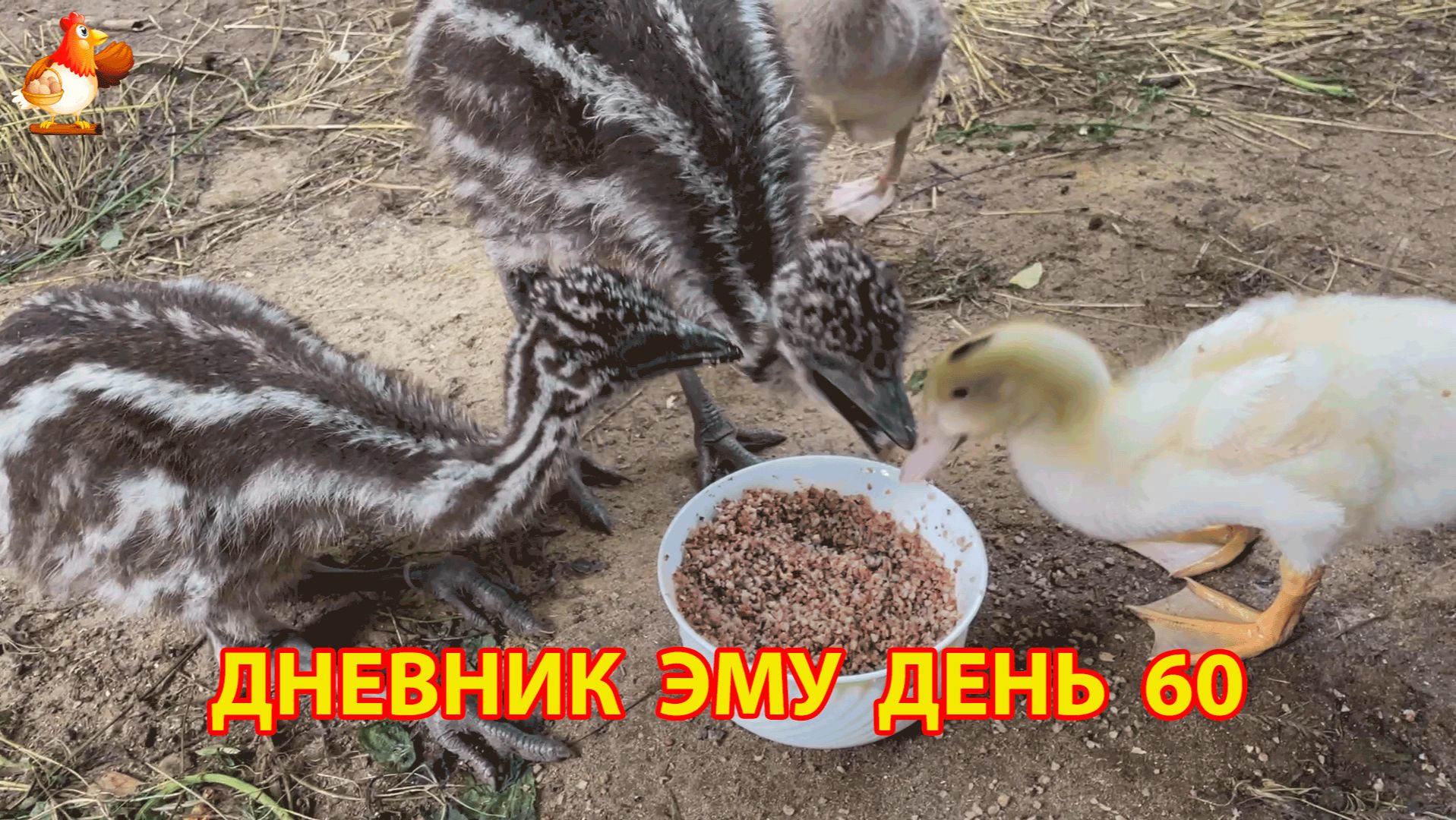 Дневник страусят Эму день 60