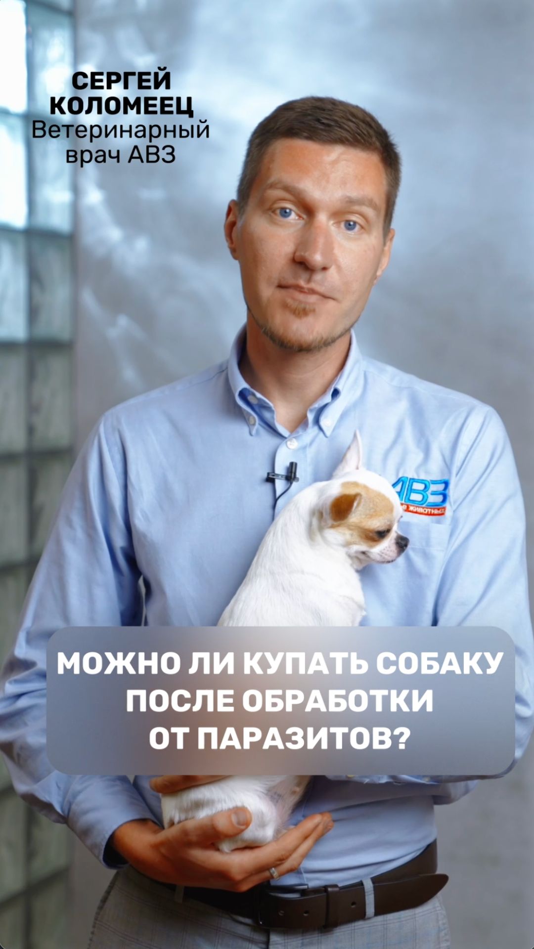 Можно ли купать собаку после обработки от паразитов?