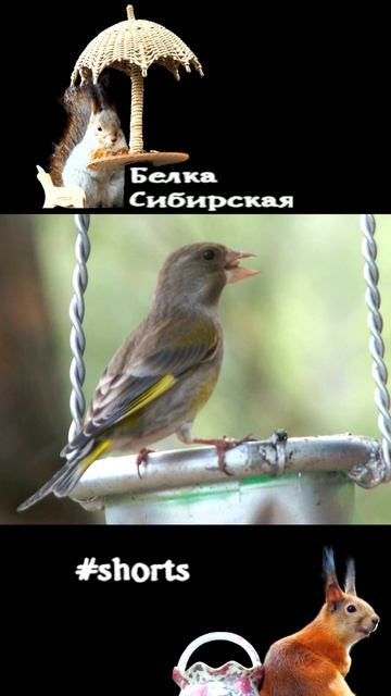Птички Сибири