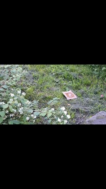 Животные.Сборник интересных моментов из жизни животных.Серия10.Шортс-премьера