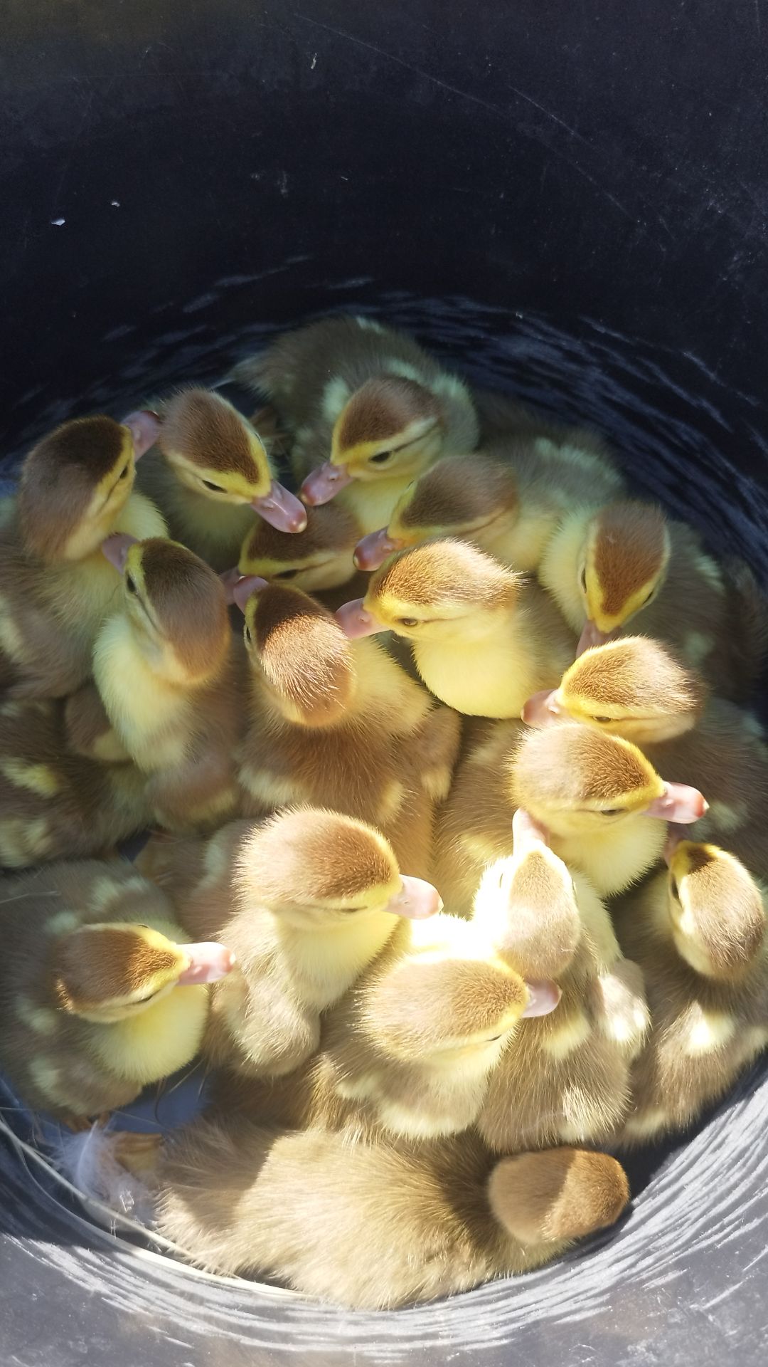пополнение в хозяйстве  🐣 😍  Целое ведро малышей и одна злая мама