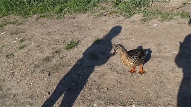 Станичные репортажи.