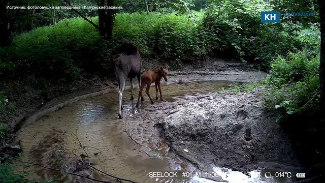Лосиное семейство попало в объектив камеры в калужском заповеднике