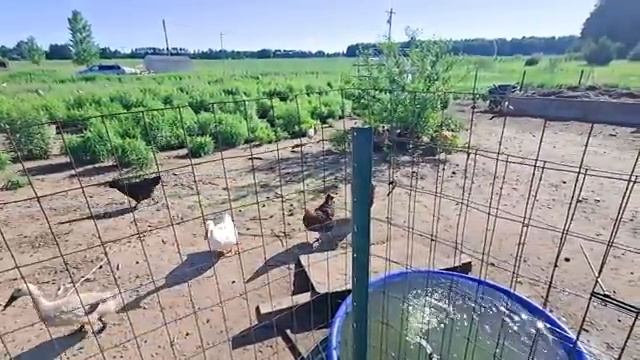 Сельчанка в Америке УТРО СЕЛЬЧАНКИ ФЕРМА ЛЕС ПРОГУЛКА