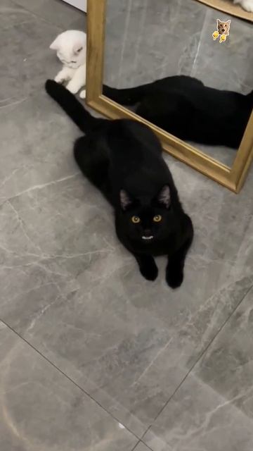 Кот и зеркало.😻Веселые котики. Коты хулиганы! Невероятные трюки! #кот #хулиган #трюк #смех #short