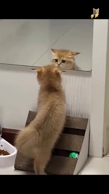 Кот и зеркало!😻Веселые котики. Коты хулиганы! Невероятные трюки! #кот #хулиган #трюк #смех #short