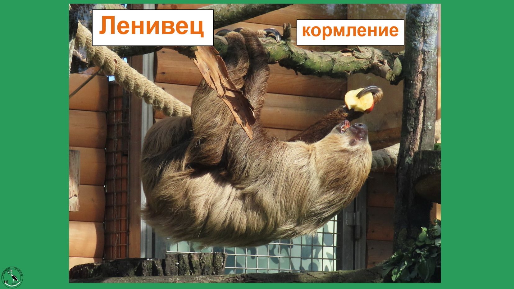 Кормление ленивца, Ленинградский зоопарк