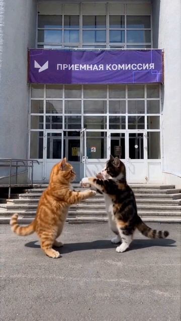 Котики сделали свой выбор