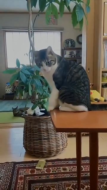 Смешные и милые КоТиКи 😼🫶😎