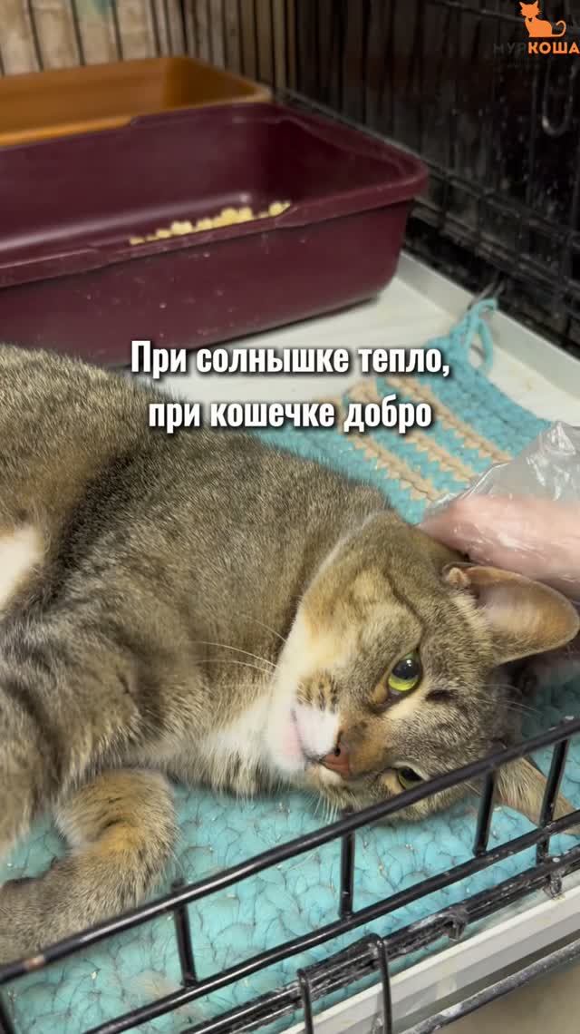 Мэйбл ждёт вас в приюте #Муркоша