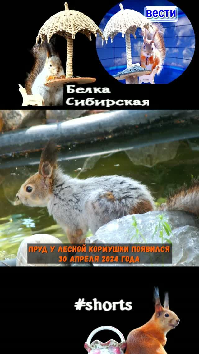 У пруда