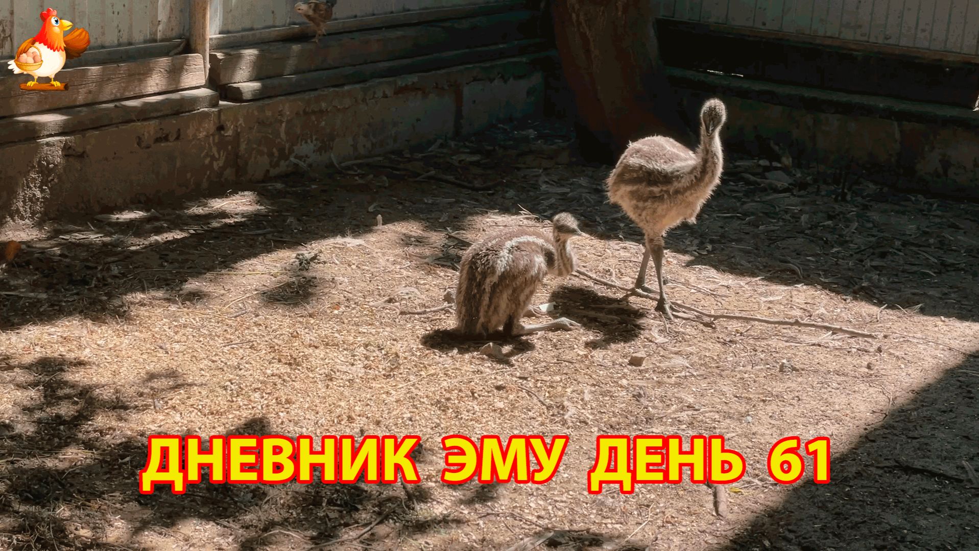 Дневник страусят Эму день 61