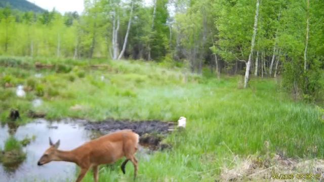 Видео из фотоловушек