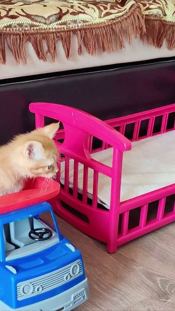 Котенок не катался в игрушечном грузовике. #котенок