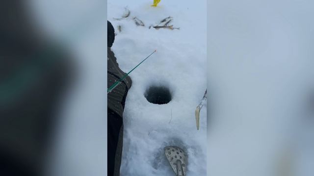 Голец и Корюшка на блёсны Клык , Огонь 1,5 см  и махалки 55 см, кончик 1 мм от Mr.Musurok🔥