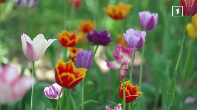 🌱 Новый выпуск НАСТОЯЩИХ с Еленой Никитиной снимали в цветущем раю – в Донецком ботаническом саду!