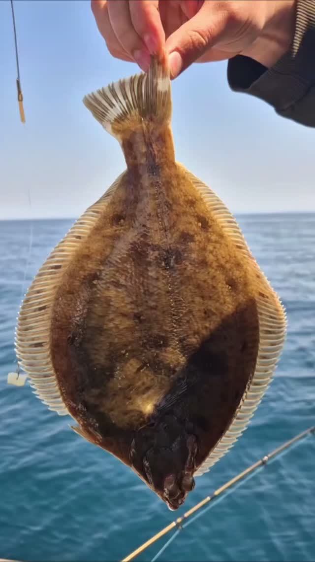 Морская рыбалка во Владивостоке Ловим камбалу, скумбрию, крабов