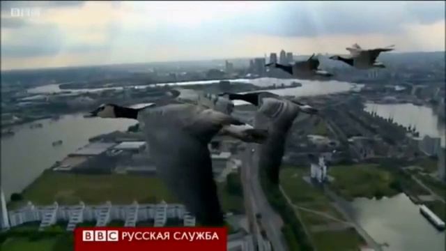 Школа бега доктора Попова. Серый гусь.