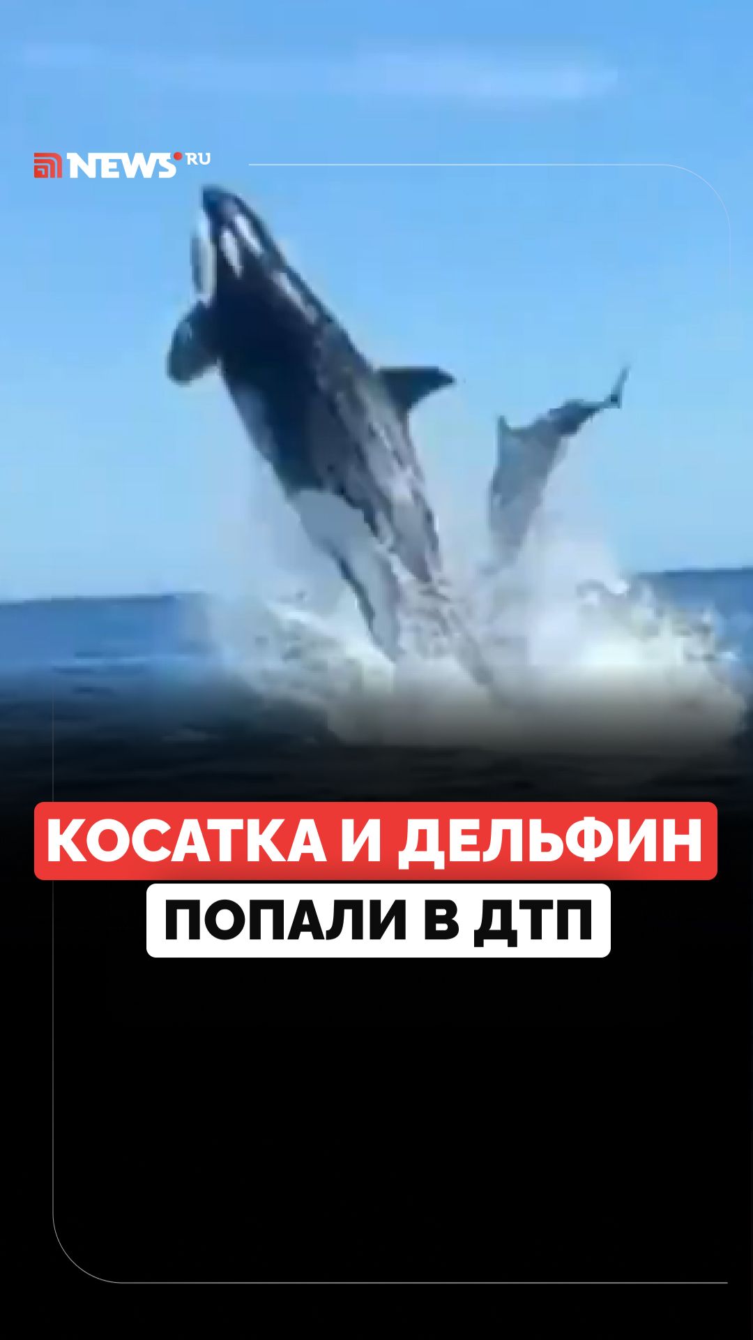 ДТП в океане. Косатка столкнулась с дельфином в воздухе