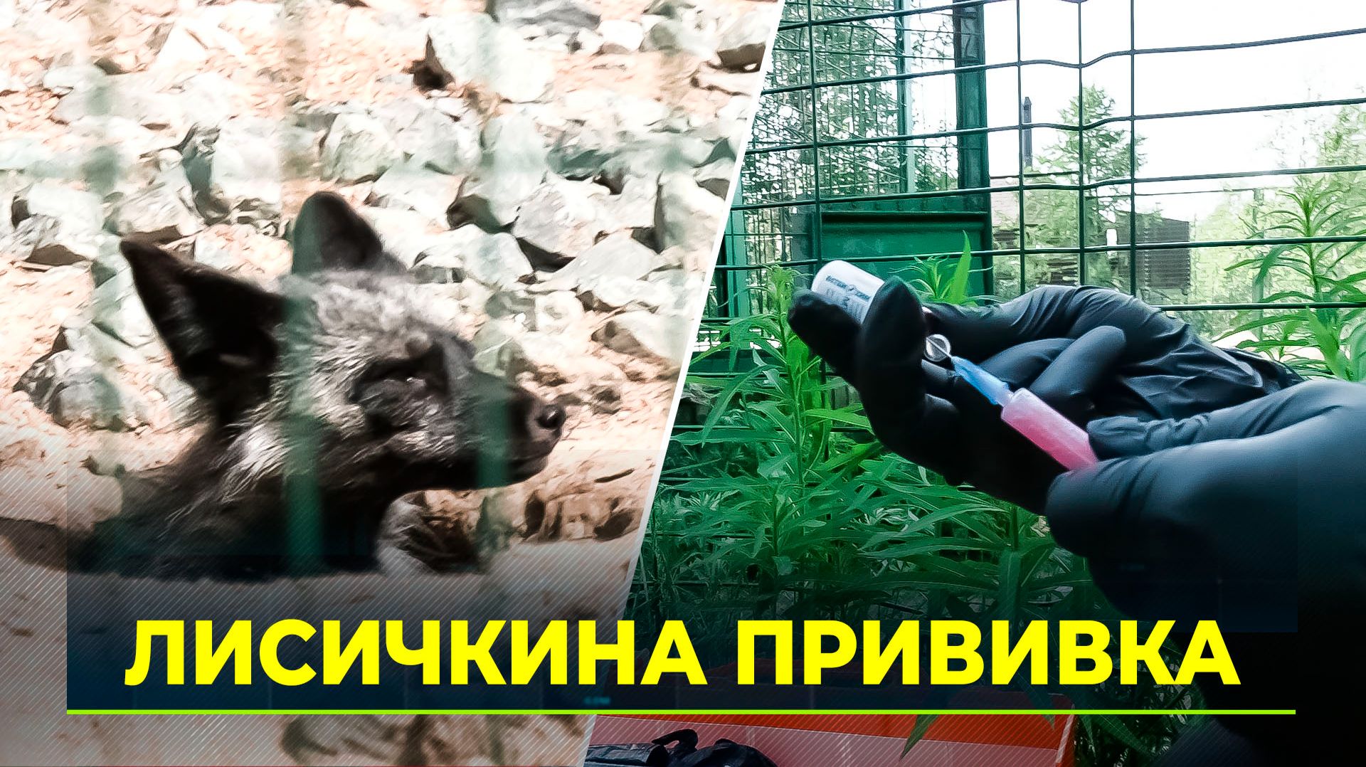 В Приуральском районе привили обитателей «Лисичкиного дома»