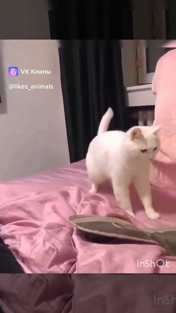 Мяу-бит: кот, который знает толк в музыке😁#смешныеживотные #котики #кошки #животные #смешно #юмор
