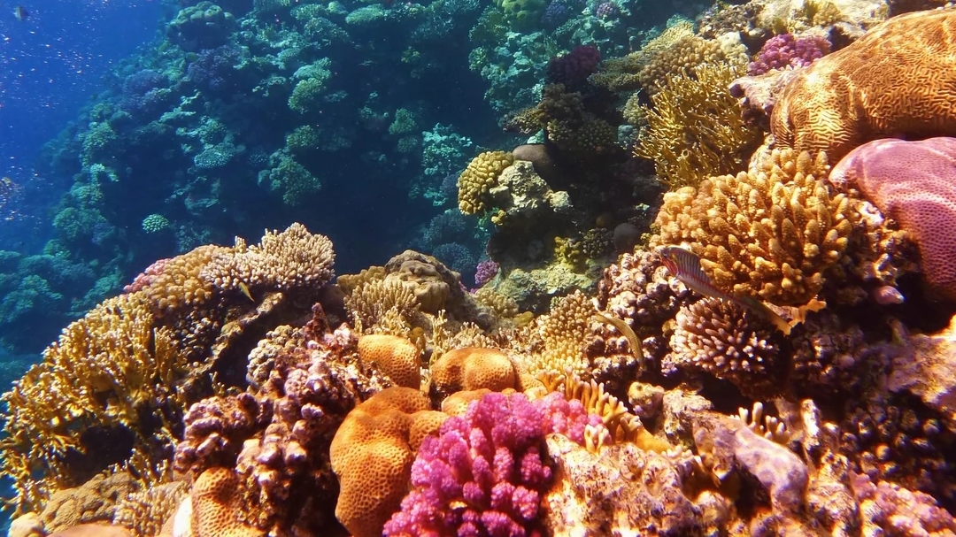 Красное море съёмка под водой