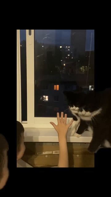 кот 2часть