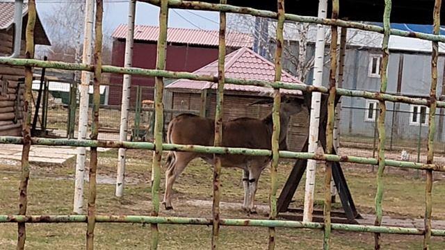 Похоже на антилопу, но вроде как-то по-другому называется