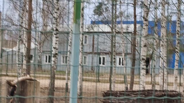 Немного о белых аистах