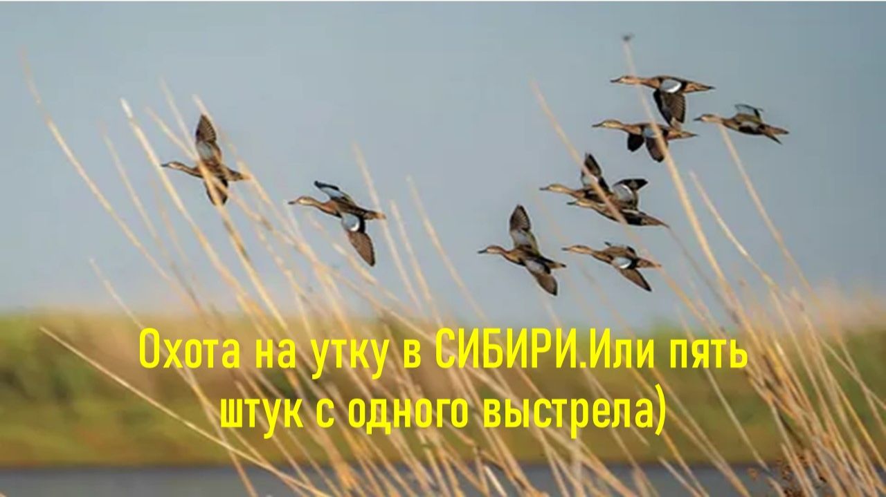 Охот на уток в СИБИРИ. Или Пять штук с одного выстрела.