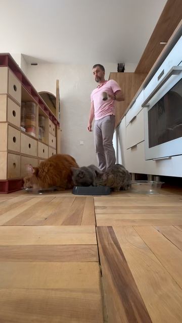 Кошки, кофе и 10 миллионов рублей