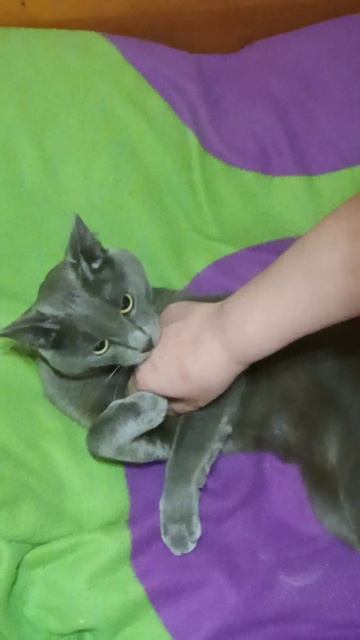 Кот Атос любит делать кусь-кусь #shorts #котатос #коты #куськусь #кошачьиигры