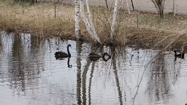 Увидели у дальнего берега чёрных лебедей в Ярославском зоопарке