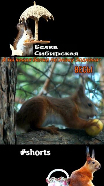 А ты какая белка по гороскопу?