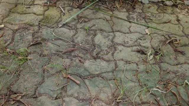 Динозавры для детей _ Тираннозавр Рекс, Бранхиозавр едят вне дома на свидании еда