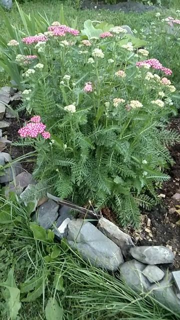 Красивый и неприхотливый многолетник для сада- тысячелистник!🌿