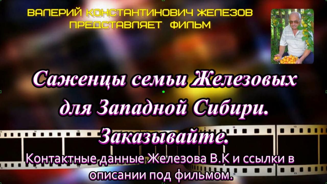 Саженцы семьи Железовых для Западной Сибири. Заказывайте.